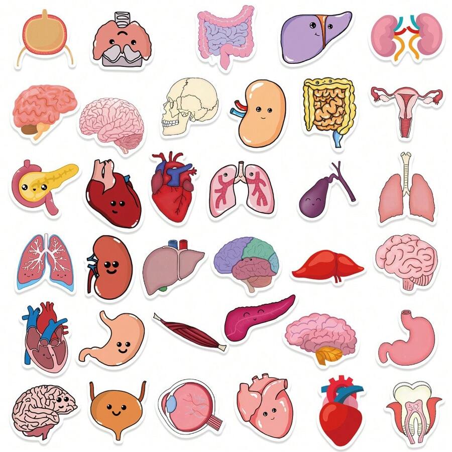 65pcs/Pack Human Body Organ Stickers With Cute Cartoon And Interesting ...