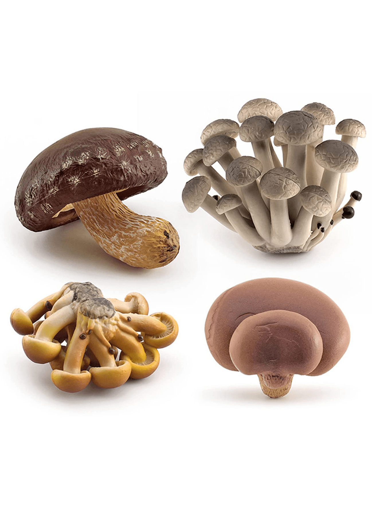 Simulation Plant Mushroom Model Toys, Realistic Mini Life Cycle Of ...