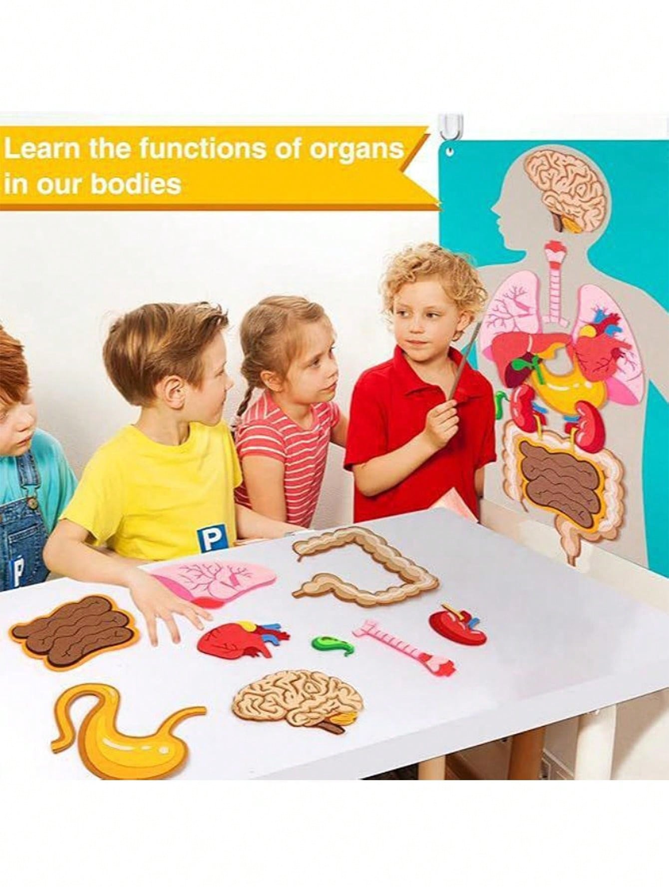 Felt Human Anatomy Cognitive Chart Diy Puzzle Toy Busy Board For ...