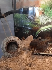1 Stück Vogelnest Aus Gras Im Ball Form, Warmes Handgewebtes Stroh ...