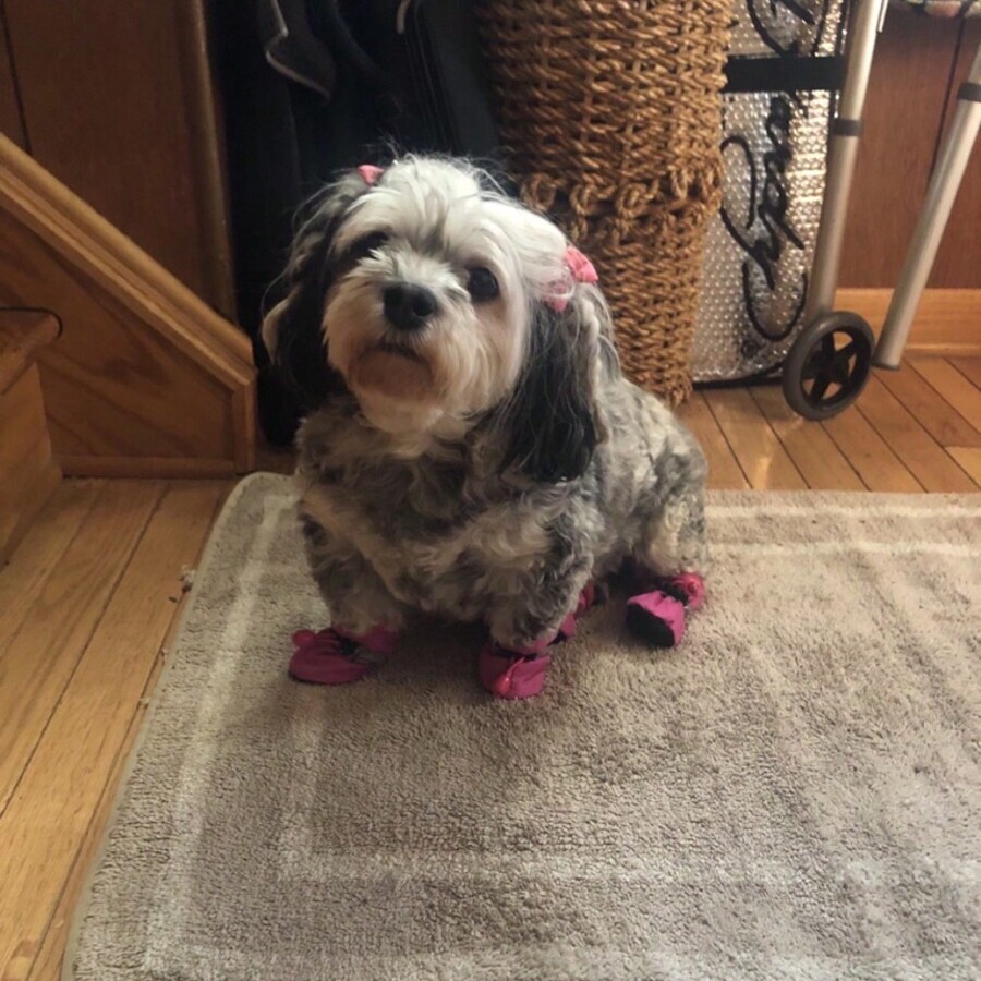 4-Piece Set Of Pet Dog Shoes Summer Rain Shoes Small Dog Teddy Anti ...