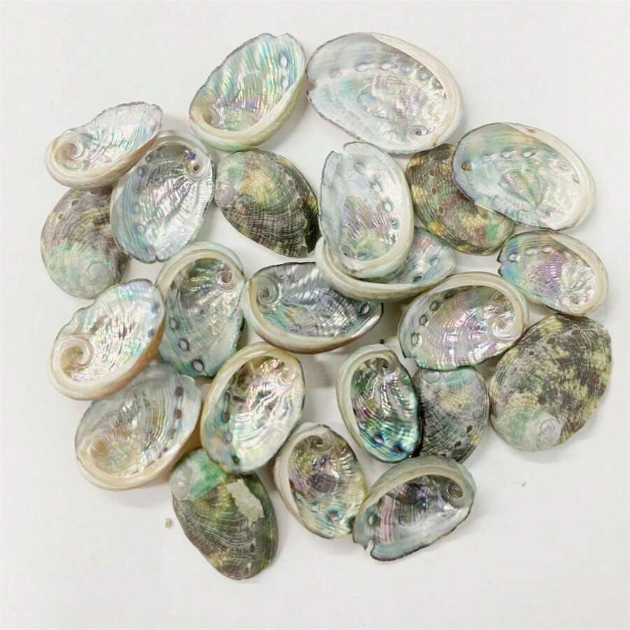 6pcs Natural Mini Seashells For Diy Crafts, Aquariums, Vase Filler ...