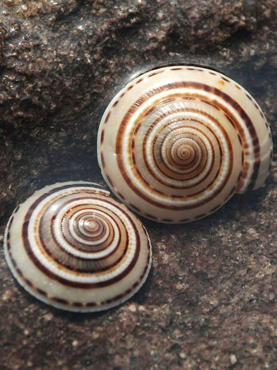 2pcs Natural Sea Shell Window Display Ornament For Micro Landscape ...