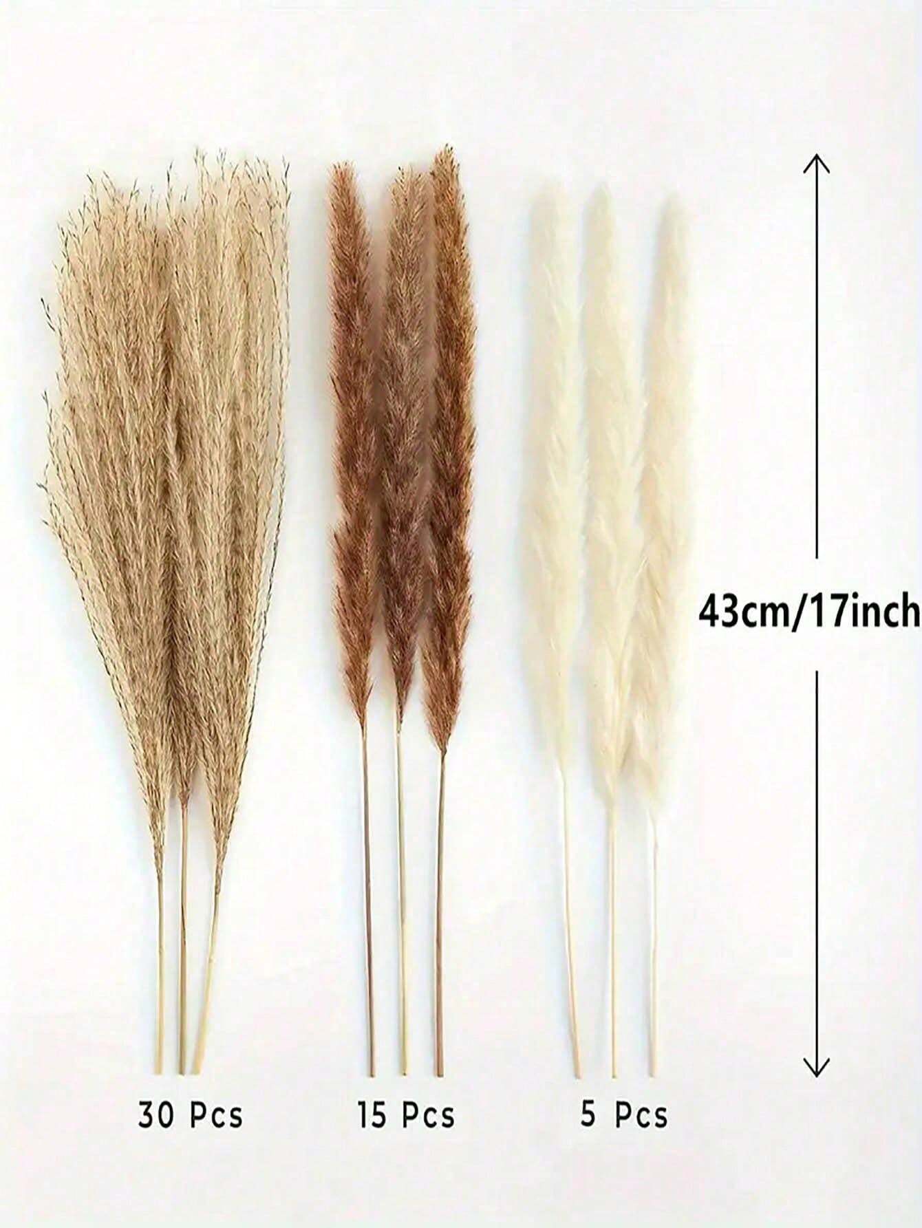 60 Pcs/Set Reeds Pampas Grass Bunny Tails Natural Dried Bouquet, For ...