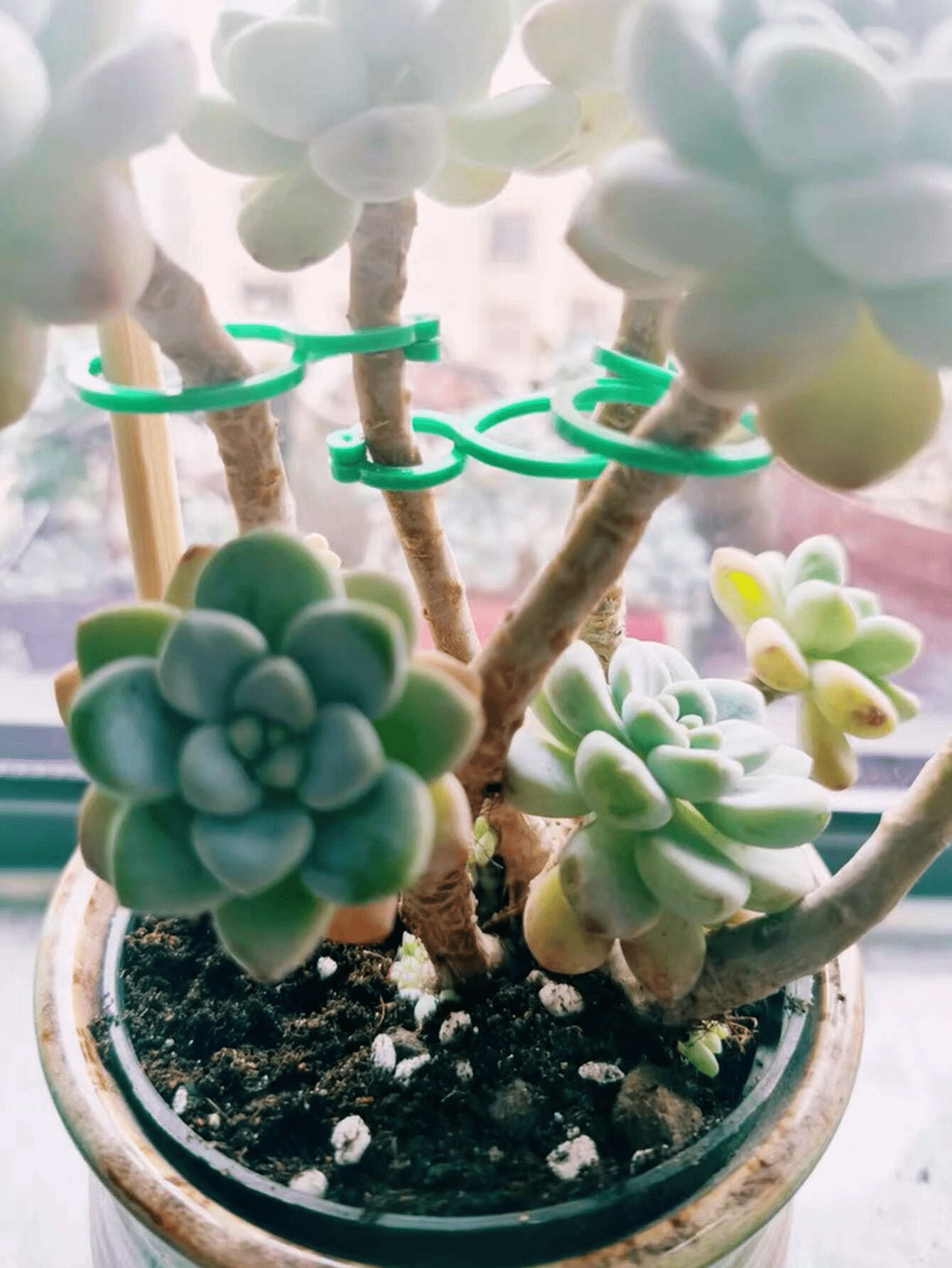 30pcs Plant Fixation Clip, Climbing Plant Wall Plastic Fixation Clip ...