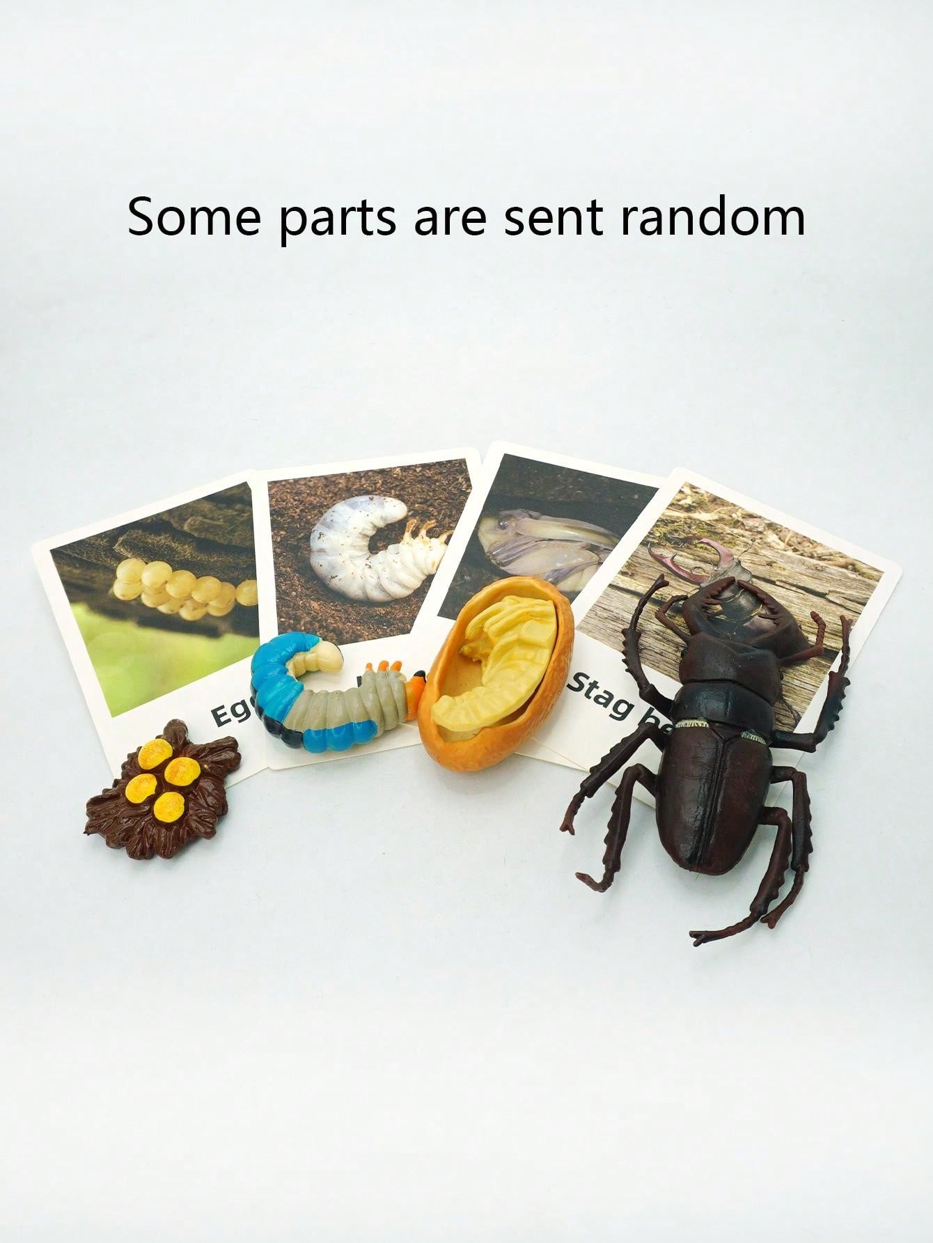 4pcs Simulated Miniature Stag Beetle Life Cycle Model + Growth Cycle ...