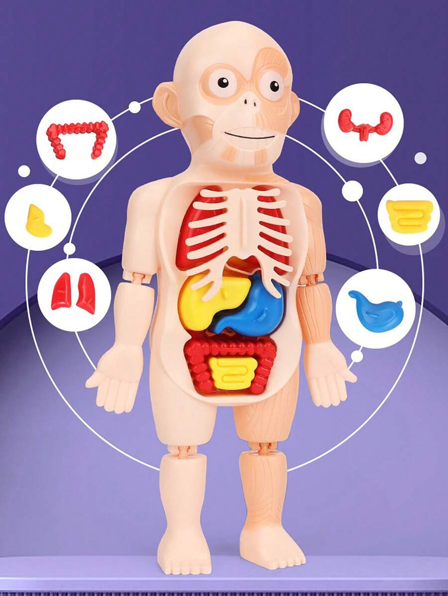 Human Body Model Assembly Structure Skeletal Organ Skeleton Viscera ...