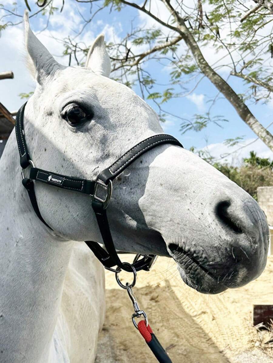 Stitched Leather Horse Halter, Steel Buckles, Adjustable Chin And ...