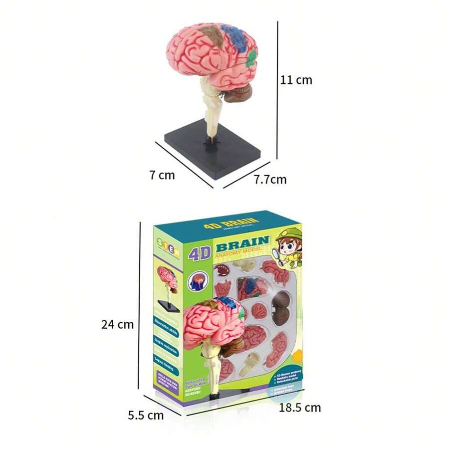 1pc Human Brain & Eye Model With Nerve, Brainstem, Eyeball Structure ...