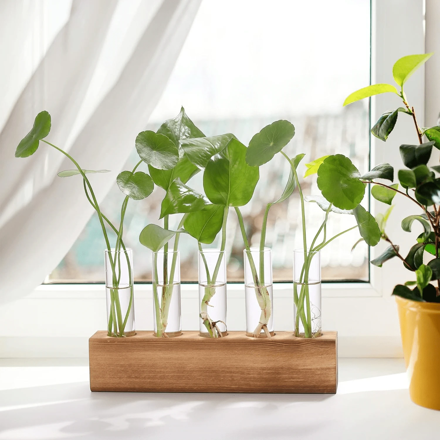 Desktop Plants Propagation Stations 5 Glass Test Tubes Plant Terrarium ...