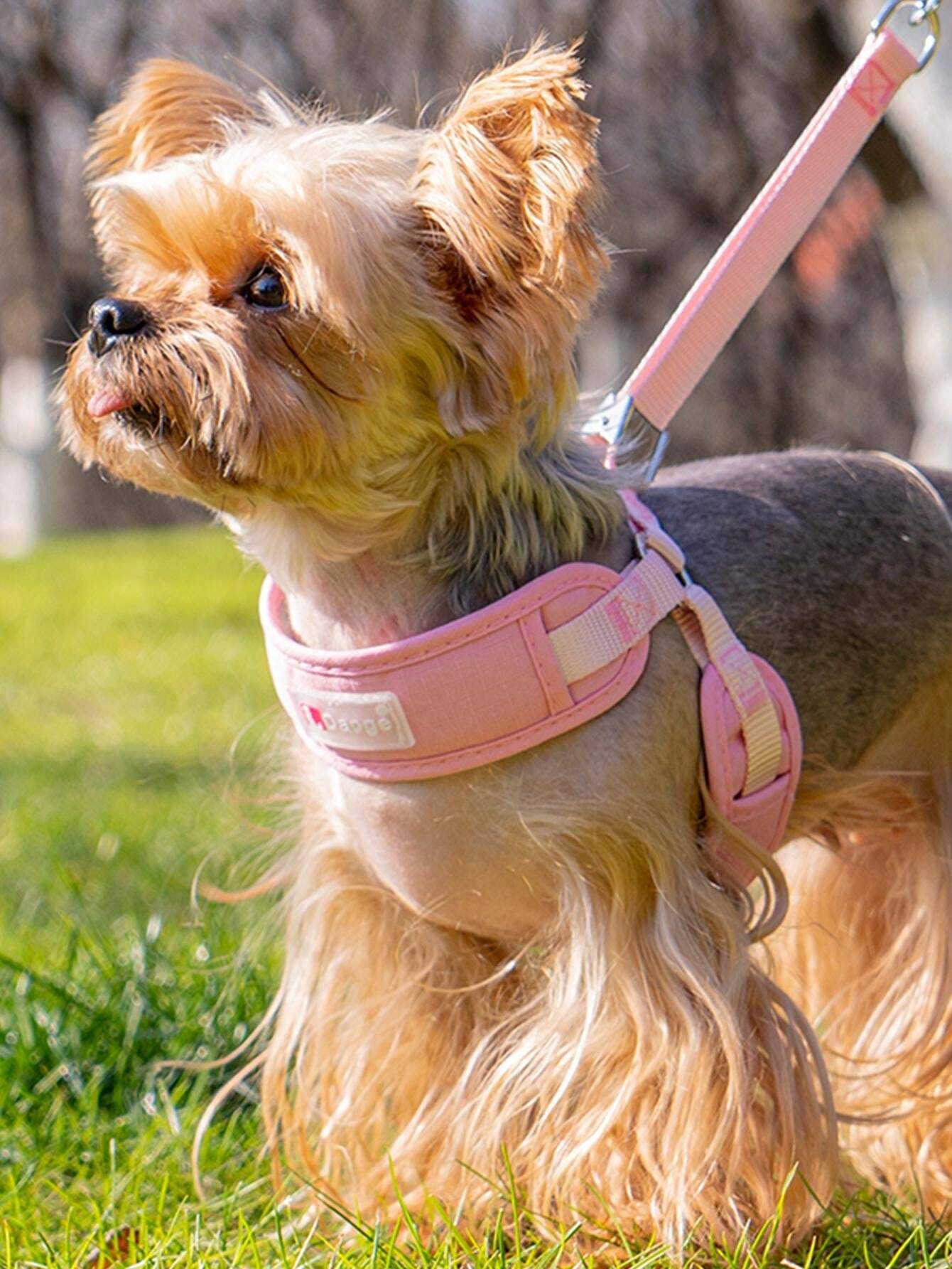 Dog Leashes Chest Straps & Back Straps Set For Small Dogs Such As Teddy ...