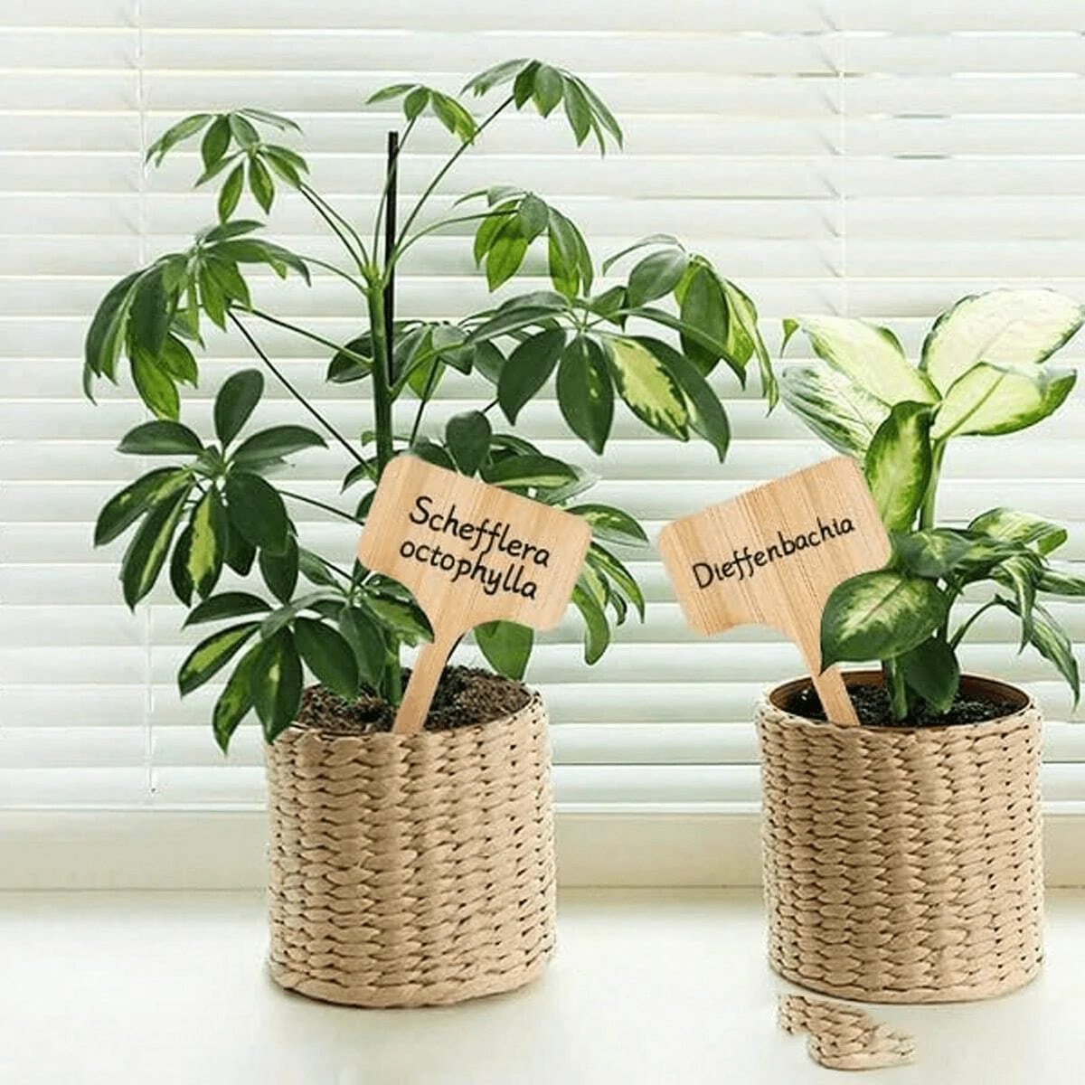 24Pack Bamboo Plant Labels, Various Styles Of Cute Plant Labels Garden ...