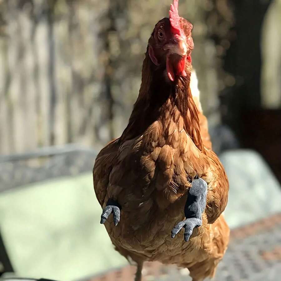 Chicken Arm Decor, Dinosaur Spoof Pet Prop, Chicken Leg Decor | SHEIN USA