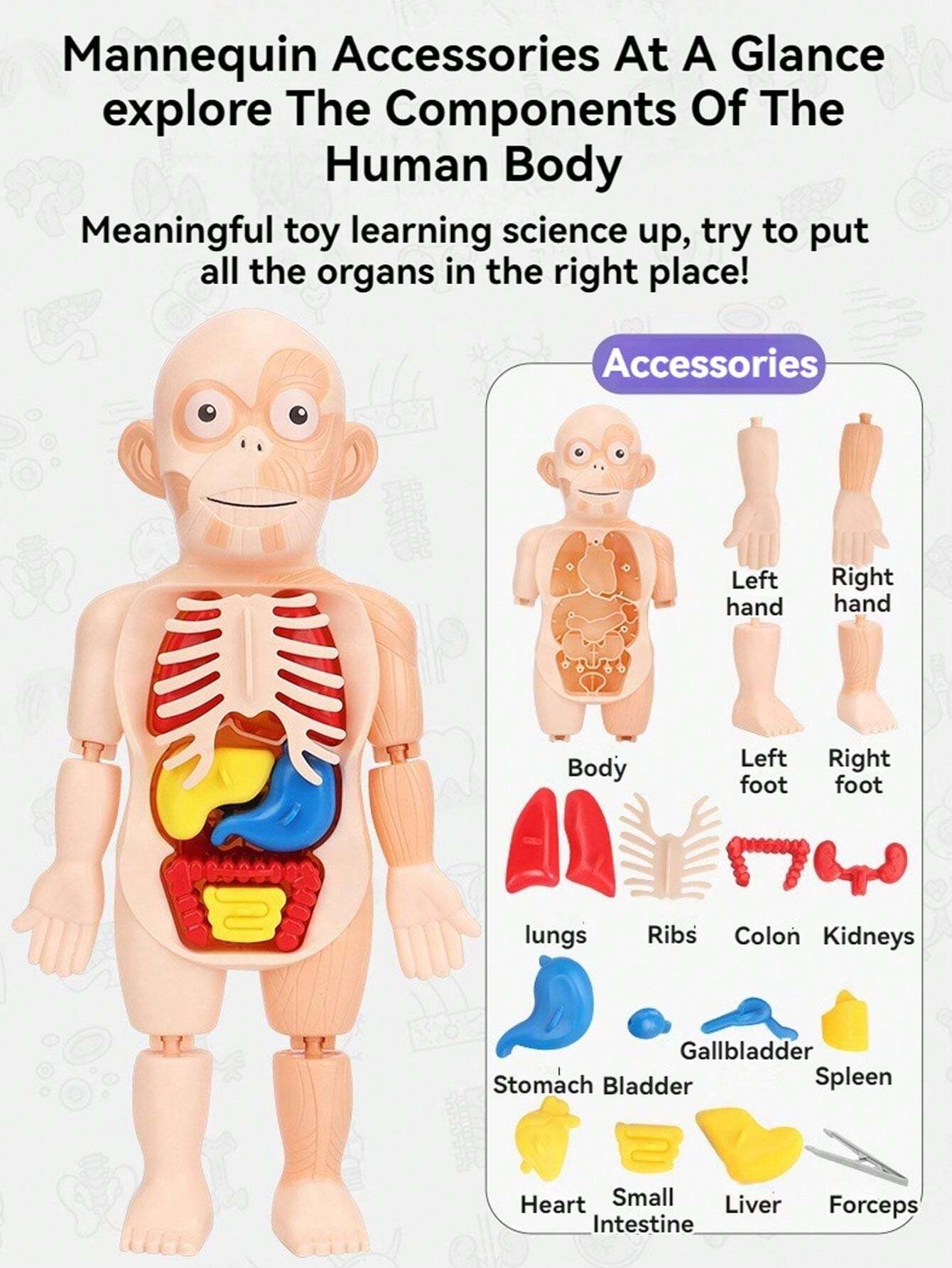 1pc Human Body Organ Model For Children Science Education With ...