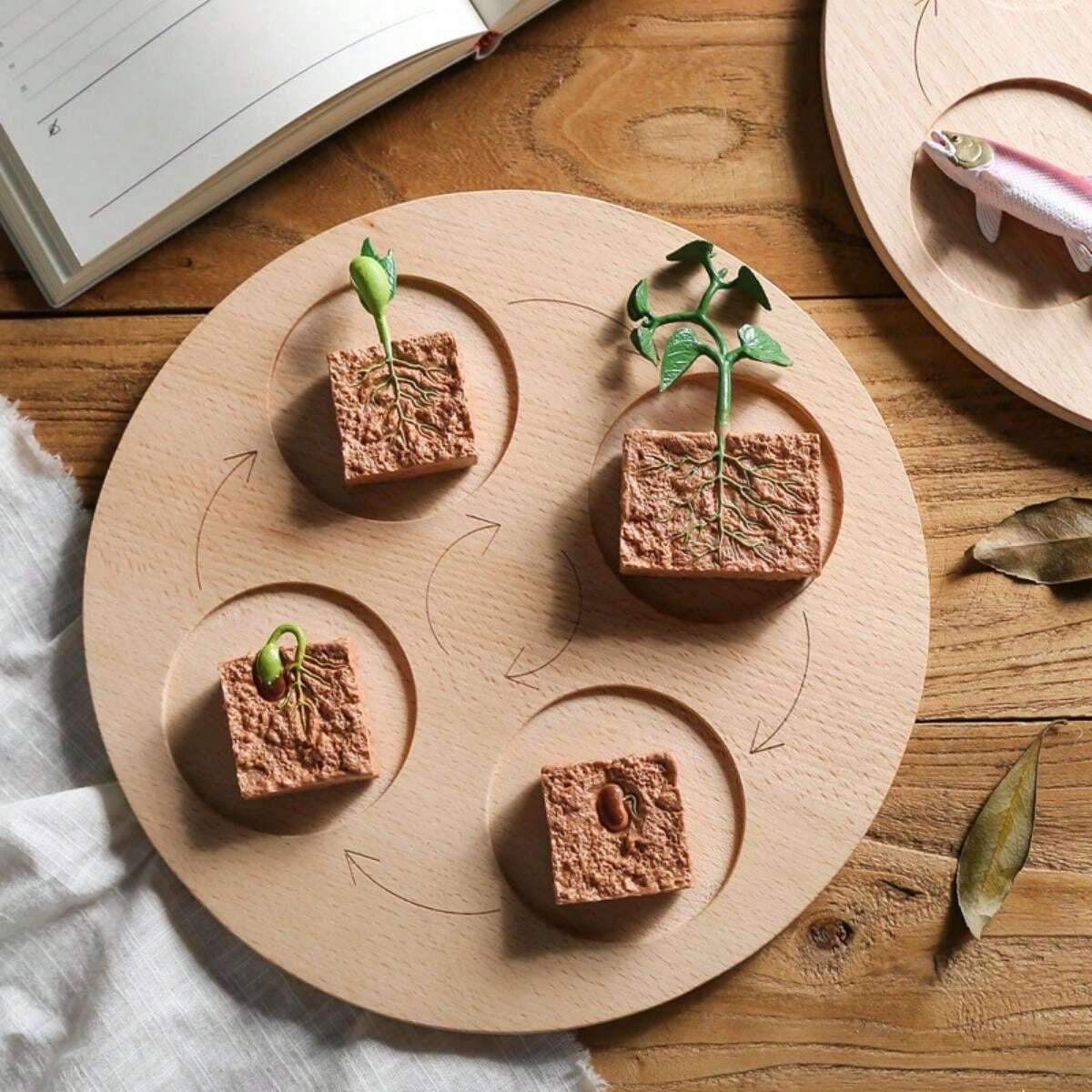 Simulation Of Plant Growth Cycle Soil Seed Germination And Growth ...