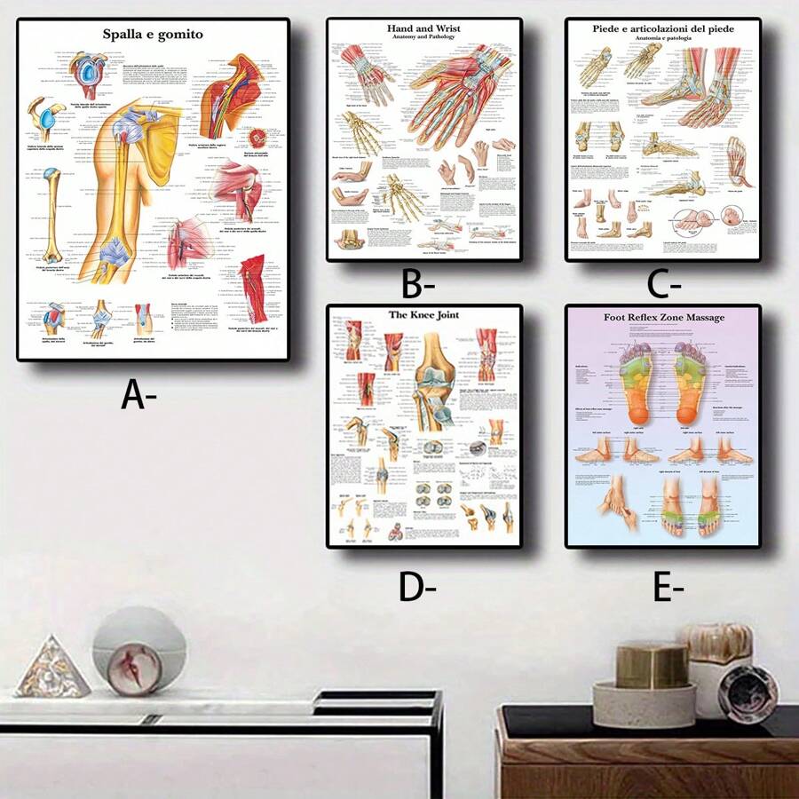 1 Canvas Anatomical Poster Of Shoulders & Elbows, Hands & Wrists, Feet ...