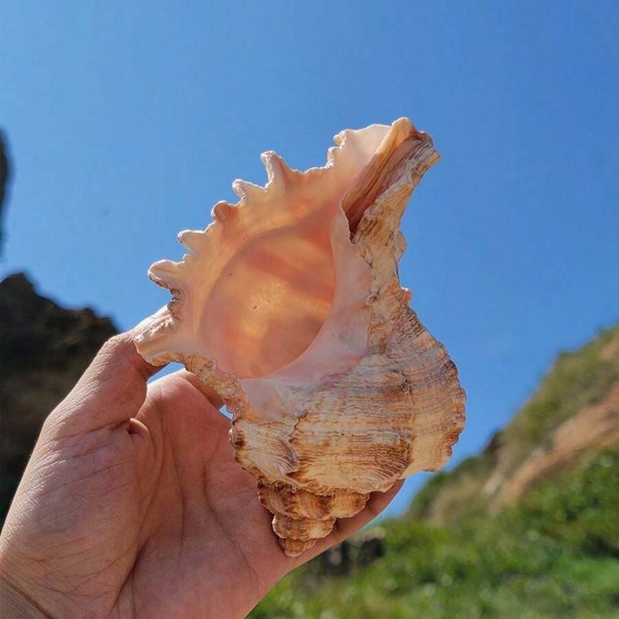 Natural Large Seashell Red Mouth Conch, Horned Helmet Shell Specimen ...
