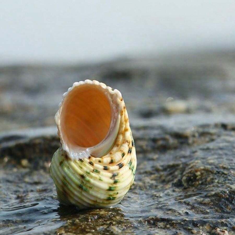 Natural, Conch Shells, Hermit Crabs, Scallops, Fish With Shells, Fish ...