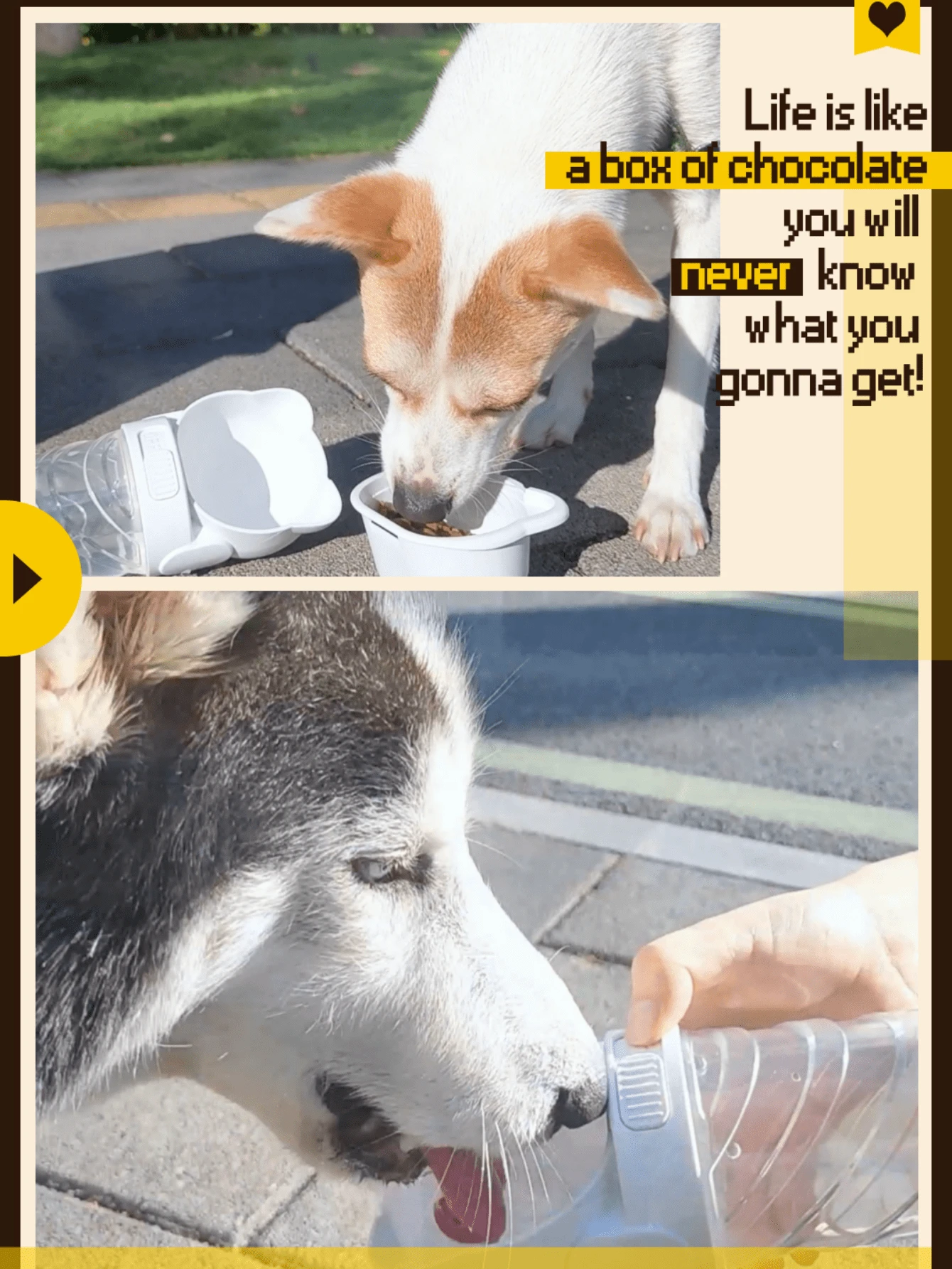 (With Freebies) 3-In-1 Dog Water Bottle With Water Bowl & Food Bowl ...