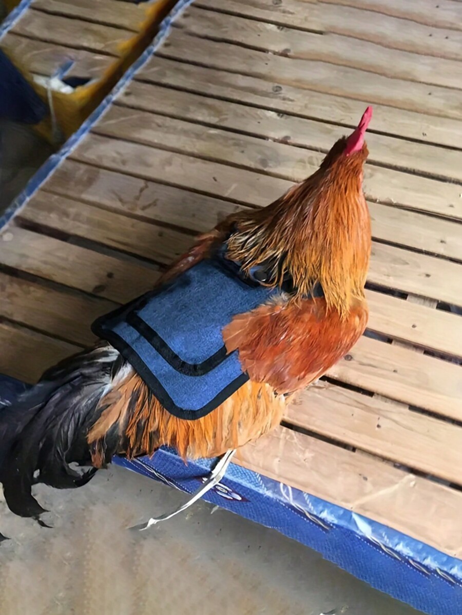 Adjustable Rooster Hen Saddle With Wing Protectors For The Back ...