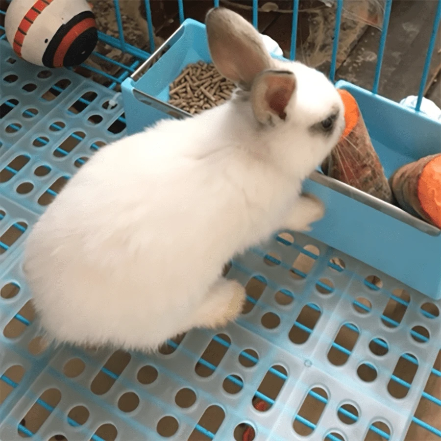 1pc Rabbit Cage Mat, Floor Plastic Feet Pads For Pet Cats Dogs Bunny ...