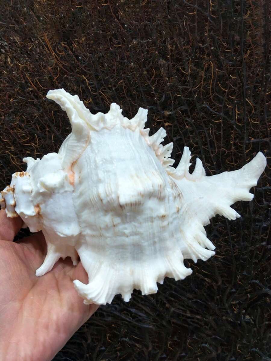 1pc Conch Shell Natural Seashell, Architectural Landscaping For Conch ...