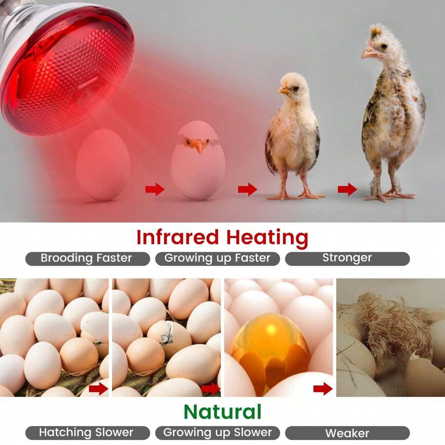 Heat Lamp For Chickens Coop Brooder And Reptile Heat Bulb 150 Watt Red ...