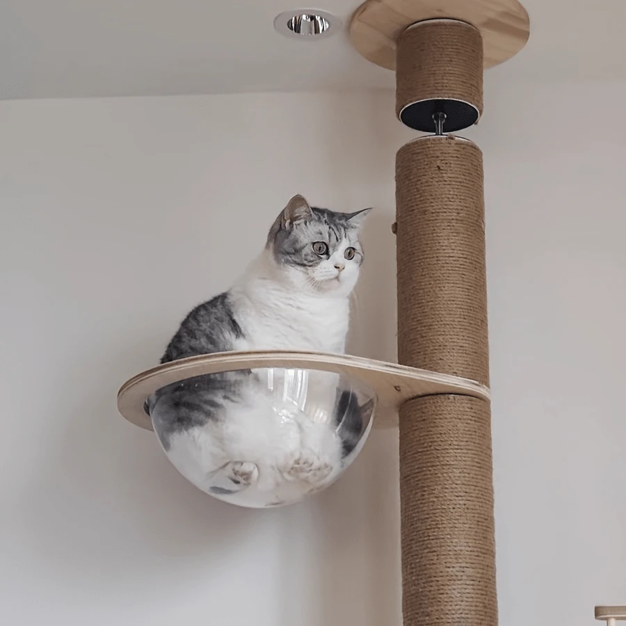 DIY Ultra-Clear Cat Space Capsule Accessory | SHEIN USA