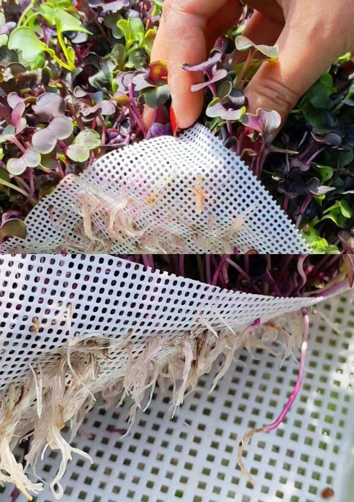 5 Seed Germination Pads, Seed Leak Proof Silicone Pads, Household ...