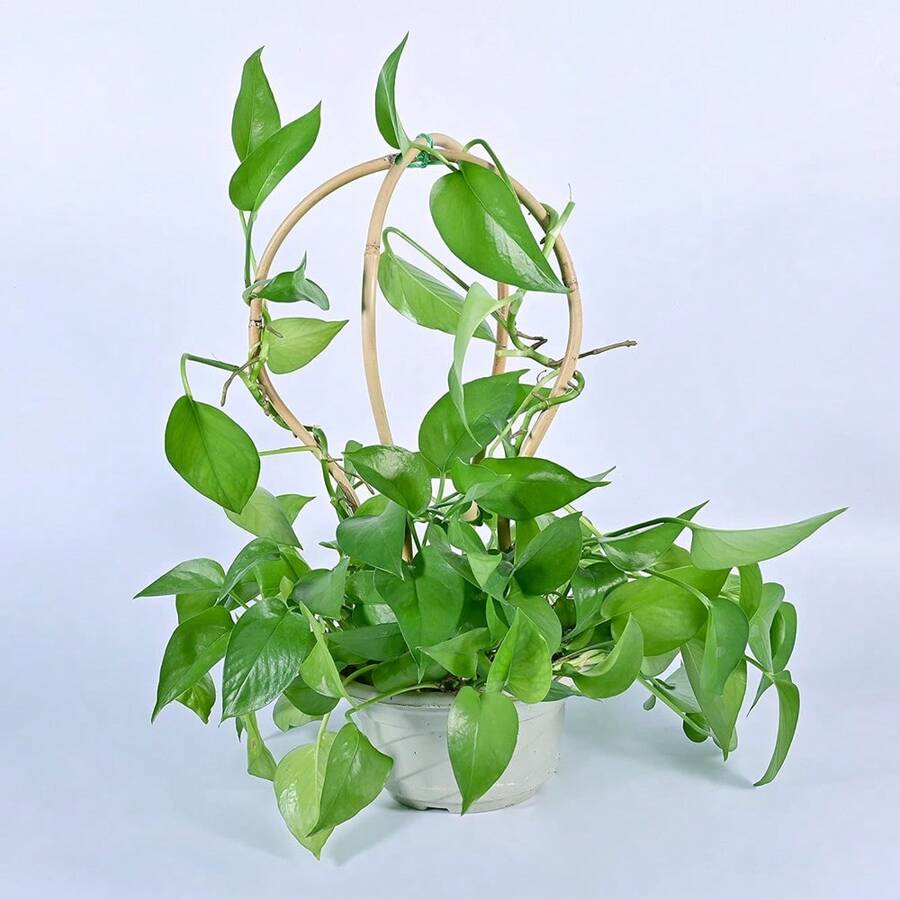 U-Shaped Bamboo Strip Plant Bracket Is Suitable For Indoor Climbing ...