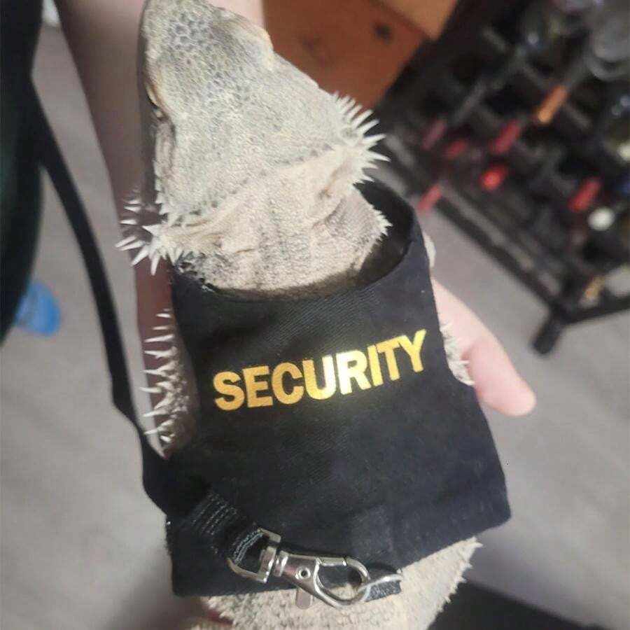 Disfraz de lagarto camaleón para Halloween para seguridad y diversión ...