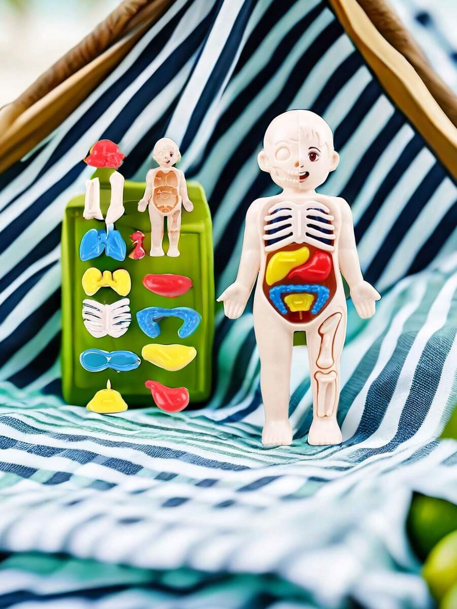 Children's Puzzle Science Education DIY Assembly Torso Structure ...