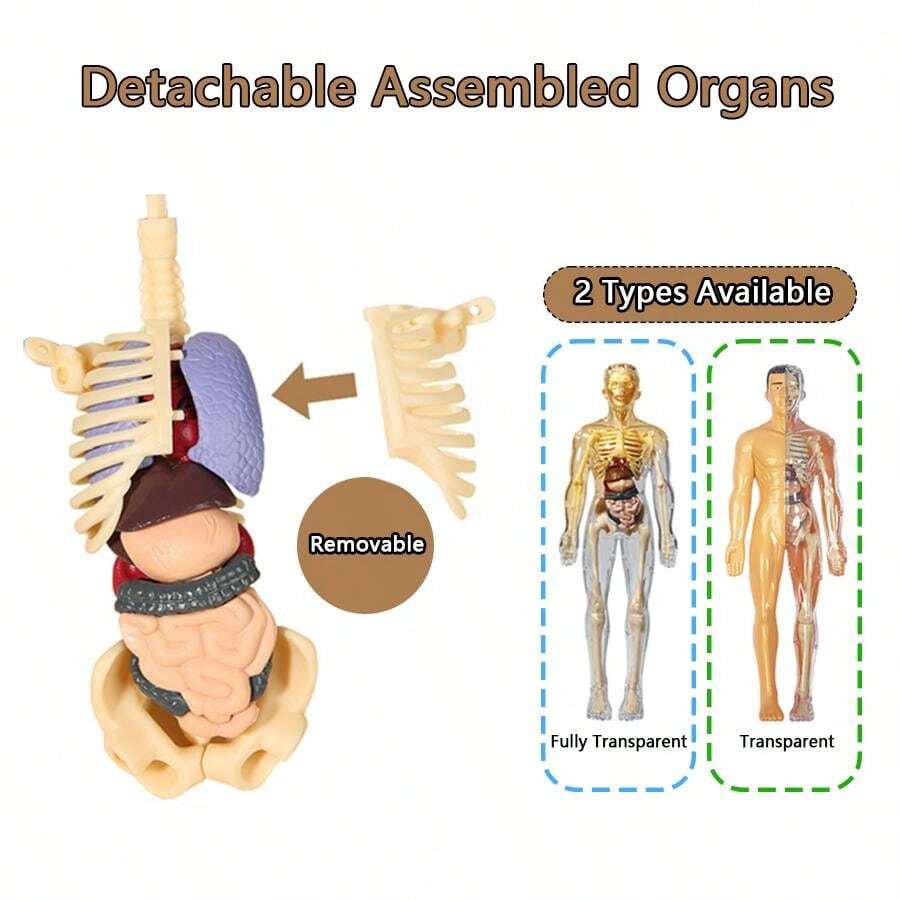 1pc,The Human Model Can Be Disassembled And Assembled Into A 3D ...