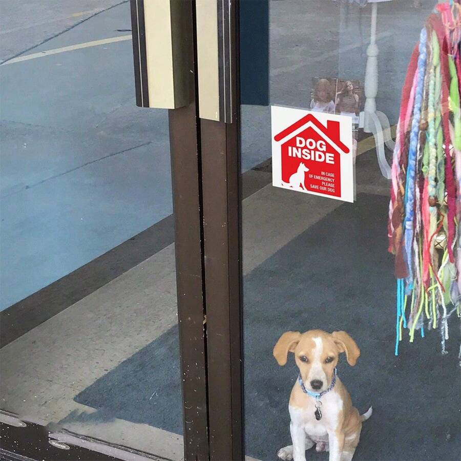 4 piezas de pegatinas de señal de alerta de perro en el interior ...