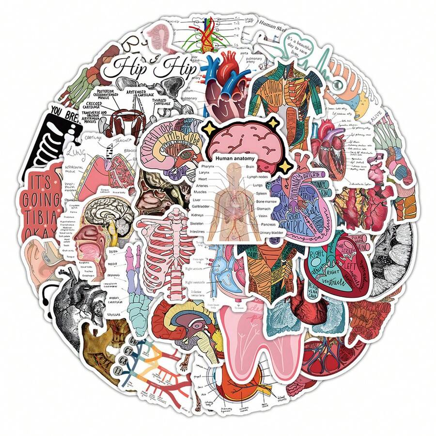 Cool Anatomy Stickers, Biology Anatomy Stickers For Students Teachers ...