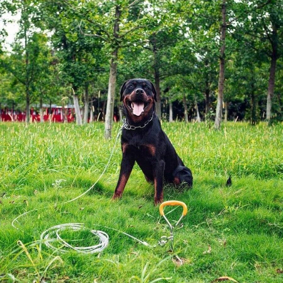 Pet Tie-Out Stake With Steel Wire For Ground Anchor, Heavy Duty Dog ...