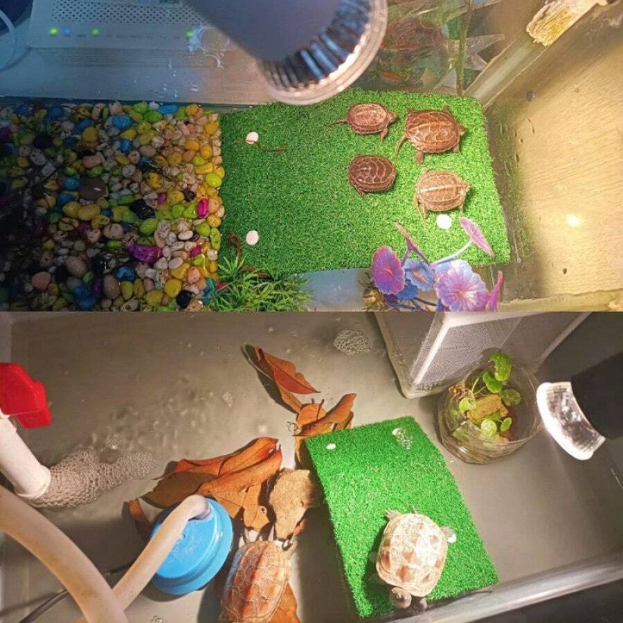 Mini Turtle Sunbathing Platform With Simulation Grass And Slope, Turtle ...