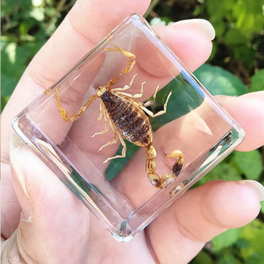 1pc Small Animal Insect Specimen, Resin Marine Animal Amber Specimen ...