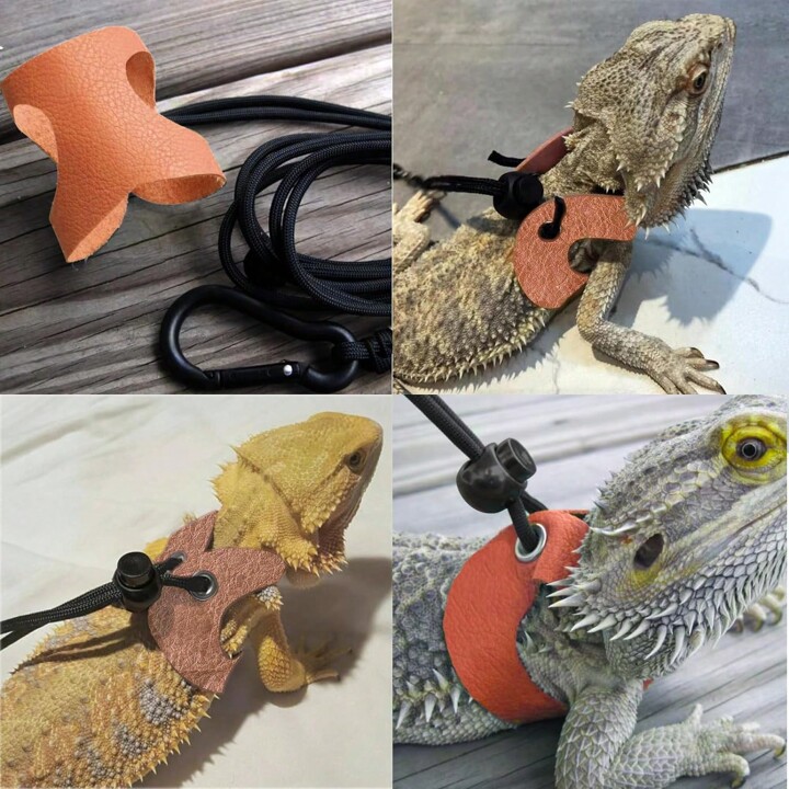 lizard carrier
