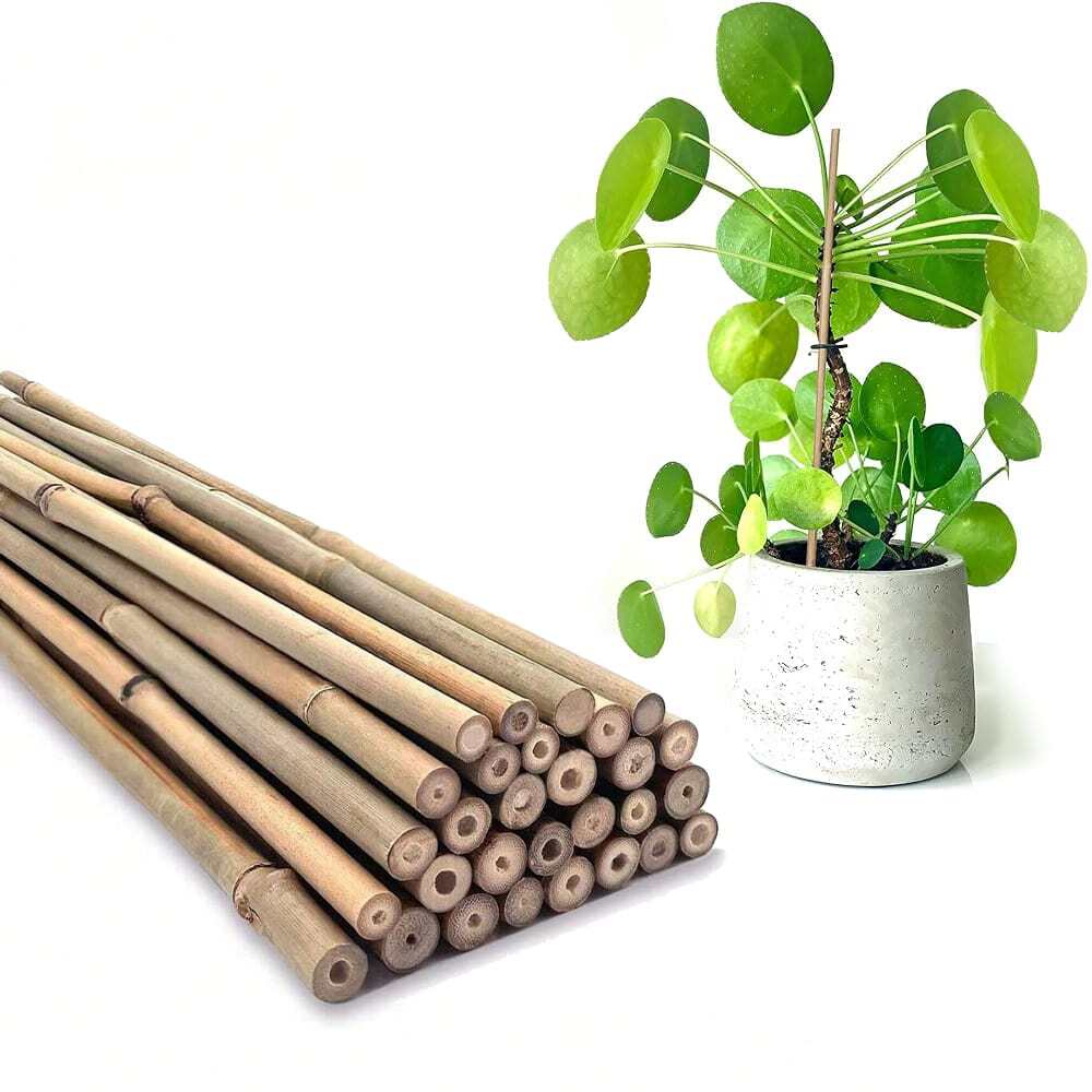 Plant Stakes,8Inch |16Inch |18 Inches Natural Bamboo Garden Stakes ...