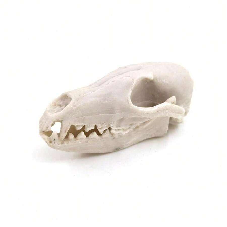 Resin Fox Skull Model 1:1 Simulation Wild Animal Skull Resin Skeleton ...