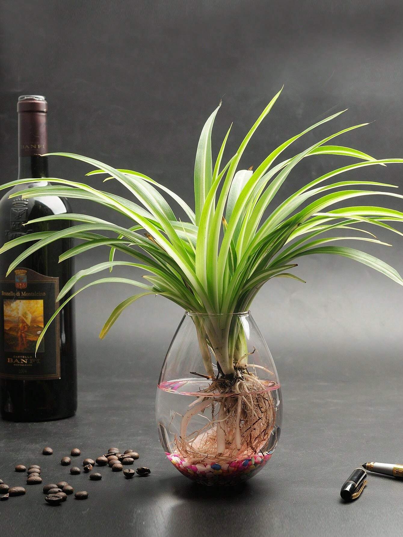 Creative Hydroponic Flower Vase, Wall-Mounted Plant Container For Water ...