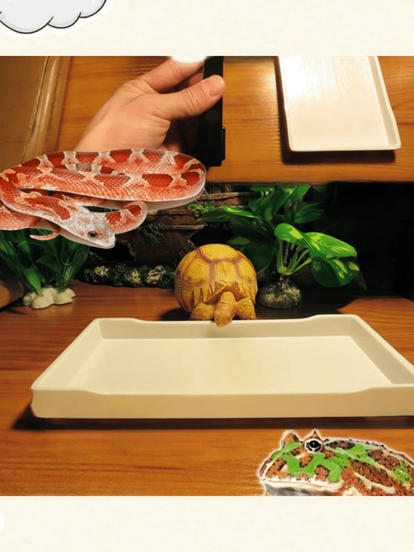 2 Suka Red-Legged Horned Frog PE Reptile Turtle Eating Basin Drinking ...