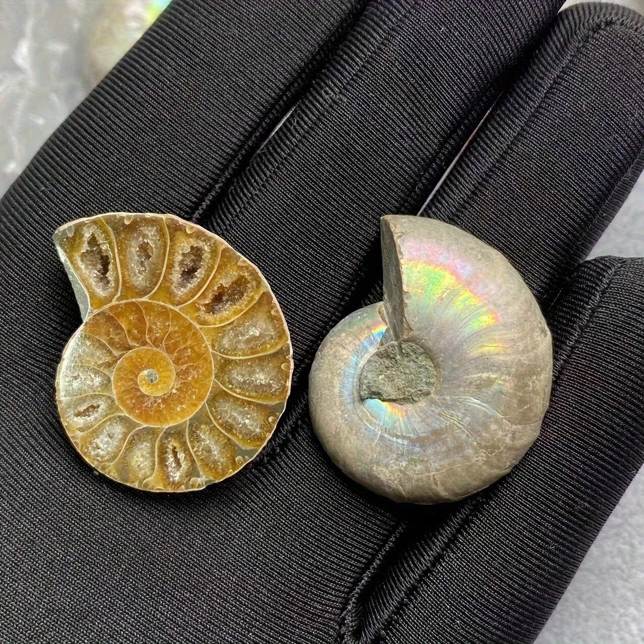 Genuine Ammonite Nautilus Fossil - Unearthed Wonders, Showcase Natures ...
