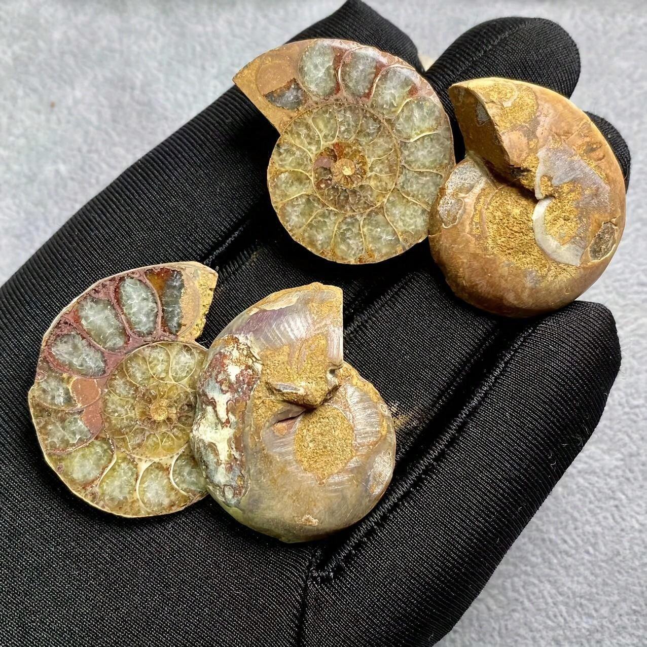 Genuine Ammonite Nautilus Fossil - Unearthed Wonders, Showcase Natures ...