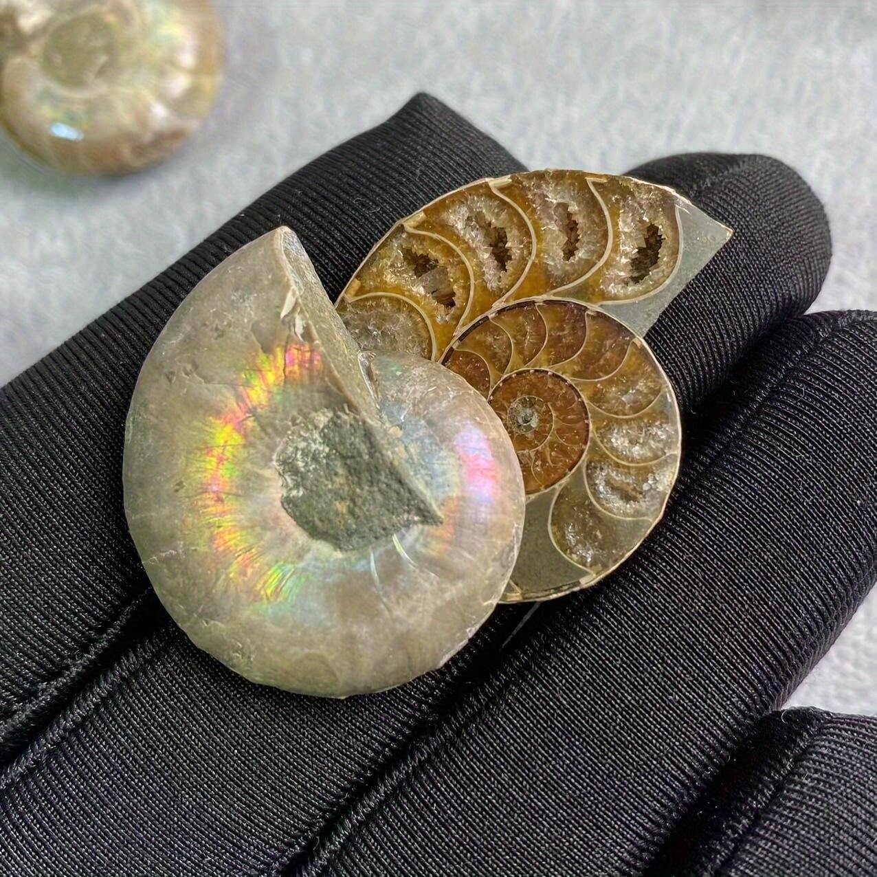 Genuine Ammonite Nautilus Fossil - Unearthed Wonders, Showcase Natures ...
