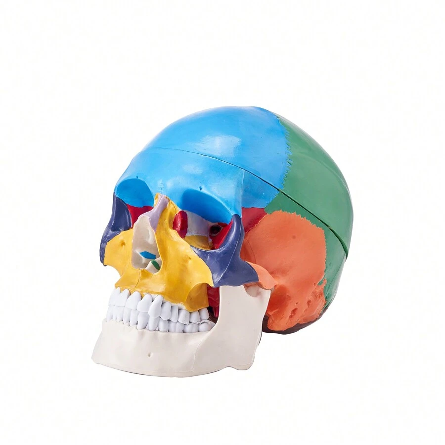 Human Skull Model, 8 Parts Brain & 3 Parts Skull, Life-Size Painted ...