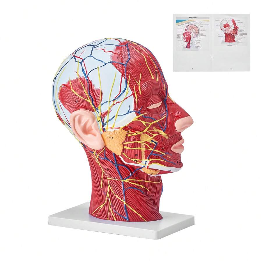 Human Half Head Superficial Neurovascular Model With Musculature, 1:1 ...