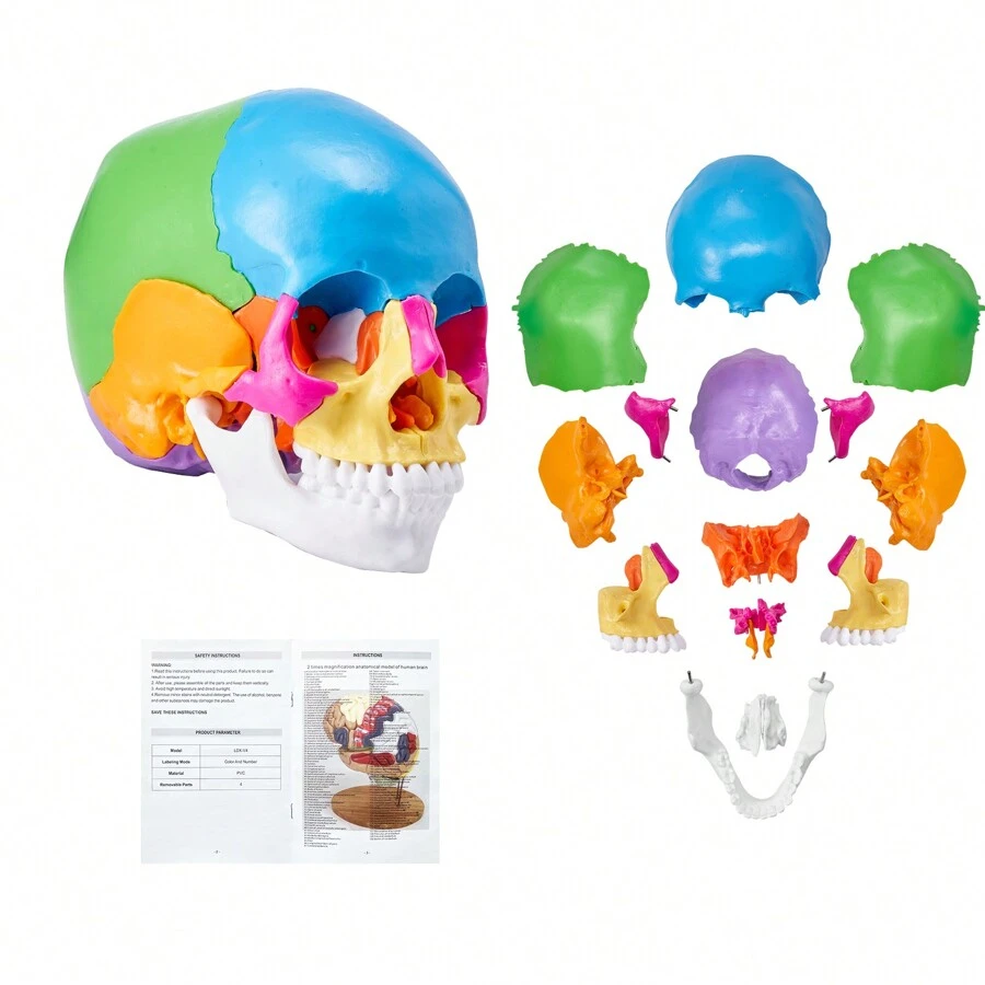 VEVOR VEVOR Human Skull Model, 22 Parts Human Skull Anatomy, Life-Size ...
