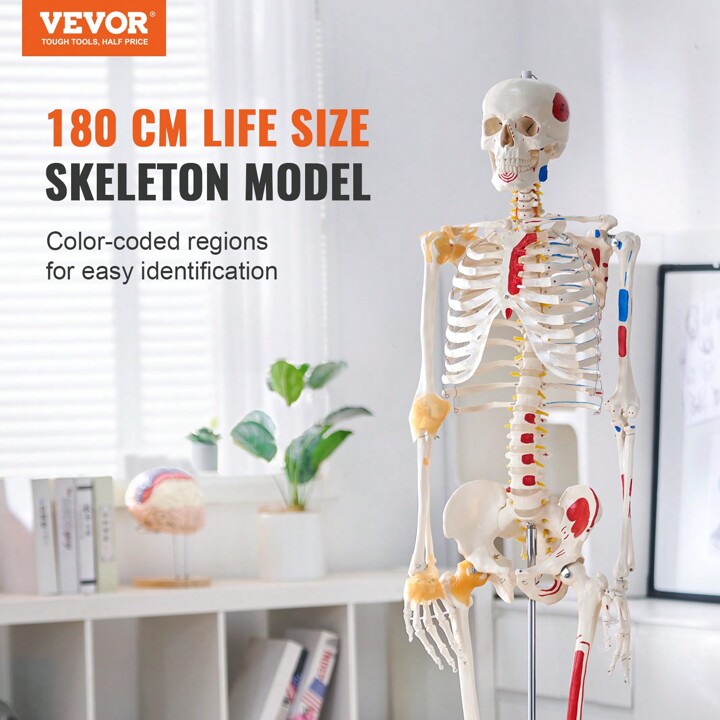 SKYSHALO Human Skeleton Model For Anatomy, 71.65" Life Size, Accurate ...